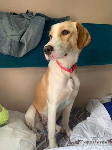 Собака отдам метис охотничьей