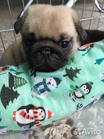 Щенки мопса