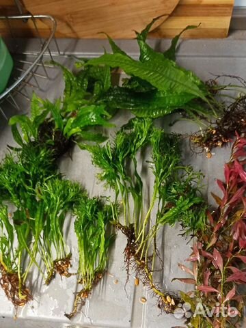 Аквариумные растения