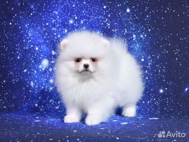 Белый померанский шпиц девочка номер 2