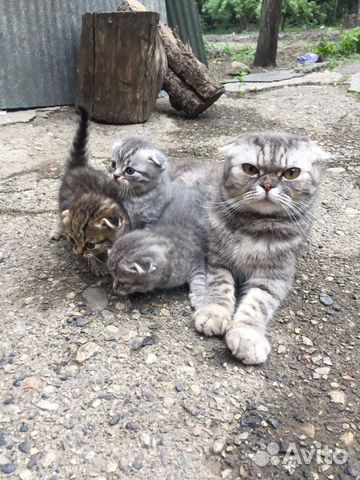Вислоухие котята