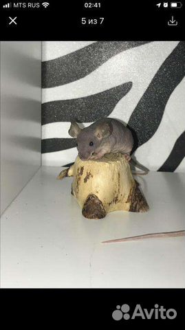 Декоративные мыши сфинксы