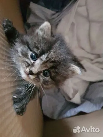 Котенок
