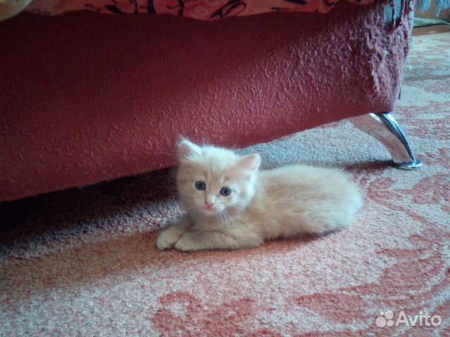 Кремовый котик