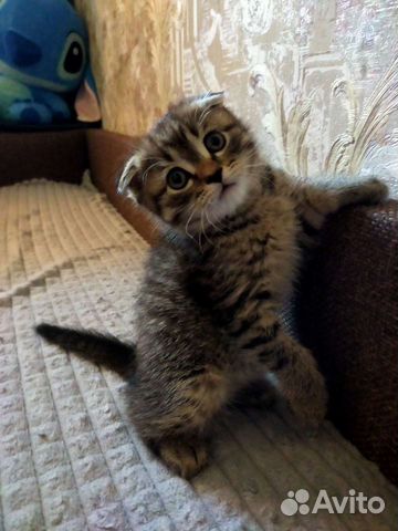 Шотландская вислоухая малышка