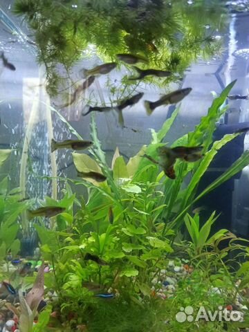 Аквариумные рыбки гуппи