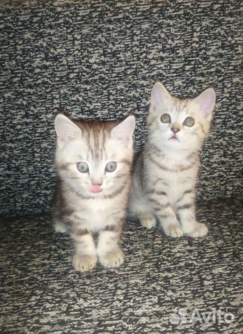 Кошки