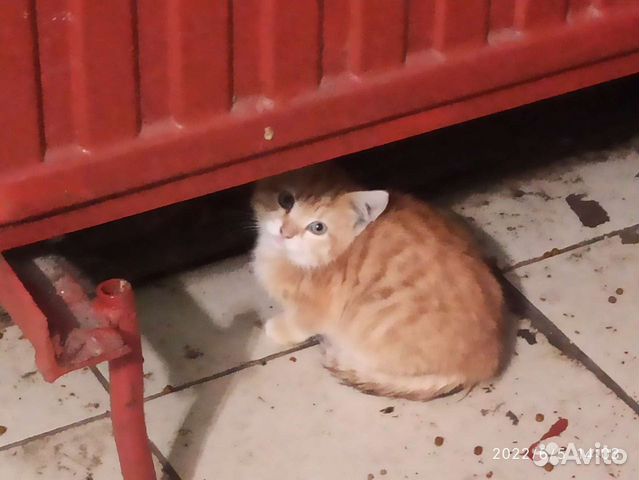 Котята