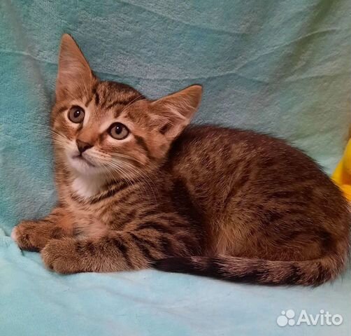 Платоша. Маленький котенок. Бесплатно