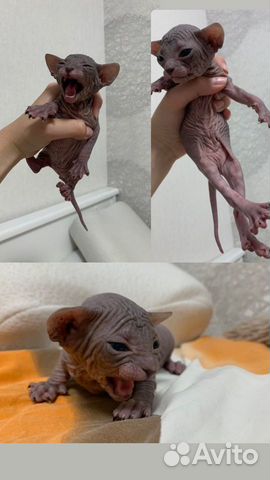 Донской Сфинкс