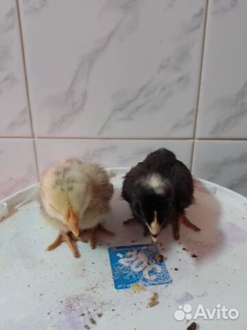 Цыплята гриз бар и мастер грей