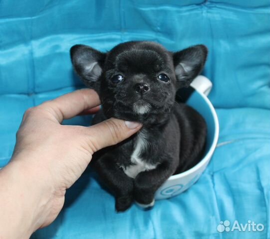 Черный мини щеночек - чихуахуа Санька