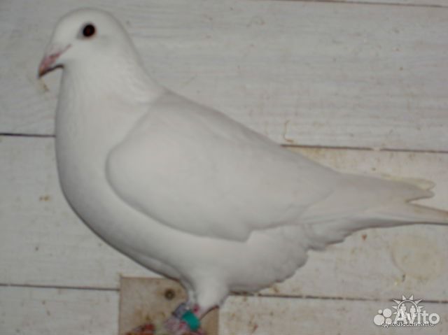 Голуби на выпуск