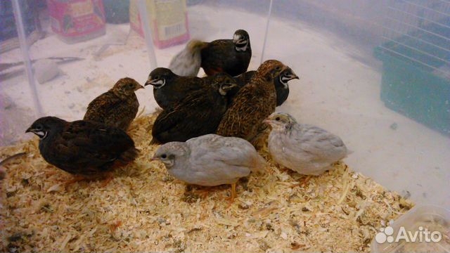 Перепел расписной