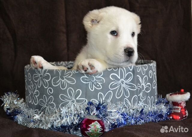 Новогодние алабаюшки