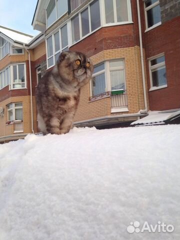 Кот о котором мечтает ваша кошка (вязка)