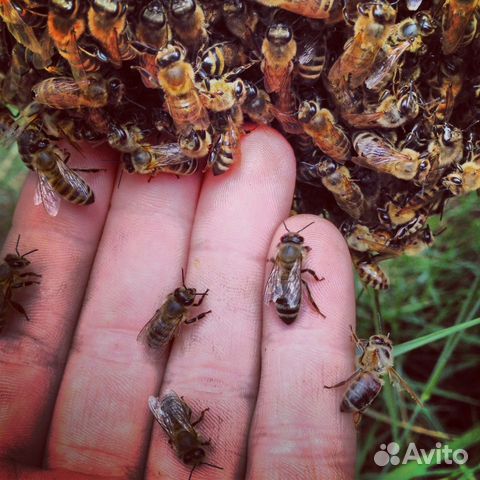 Пчелосемьи,пчелопакеты, сушь, пчеломатки,мед