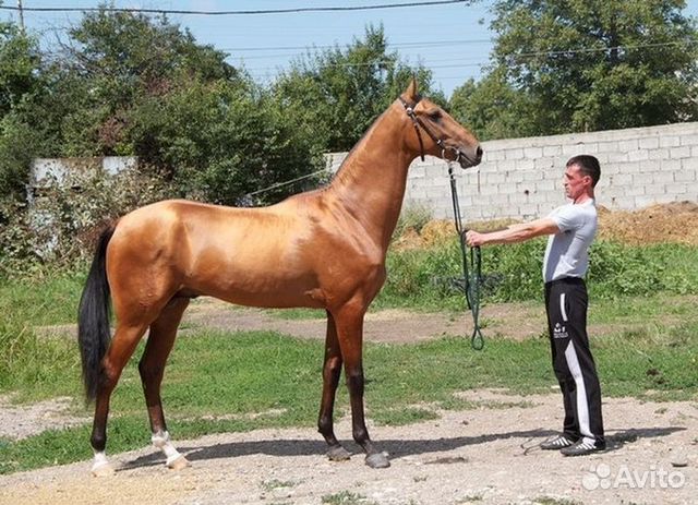 Ахалтекинский суперский жеребец