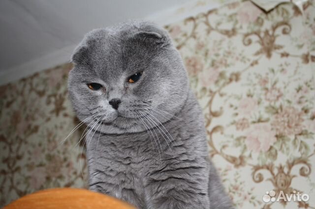 Голубые плюши девочки 2 мес