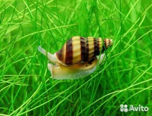 Хелены, ампулярии, мелании, катушки