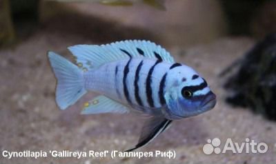 Малави-Цинотиляпия галерея риф