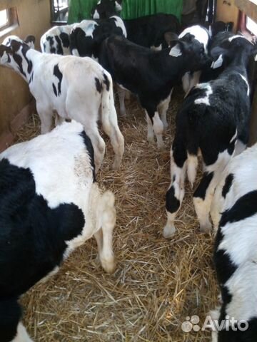 Продаём бычков и телочек мясных и молочных пород