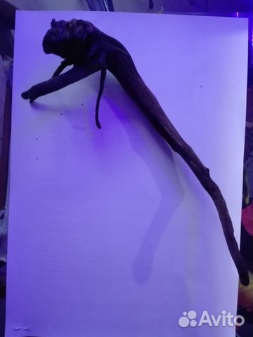 Коряги мангрового дерева и миндальные листья