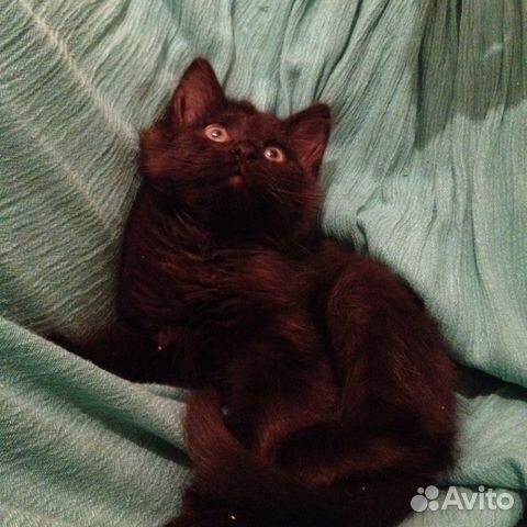 Очень хорошие, чёрные - весёлые котята