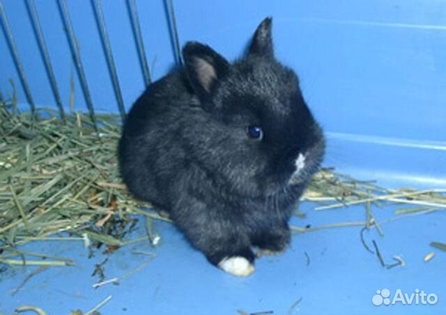 Декоративные крольчатки