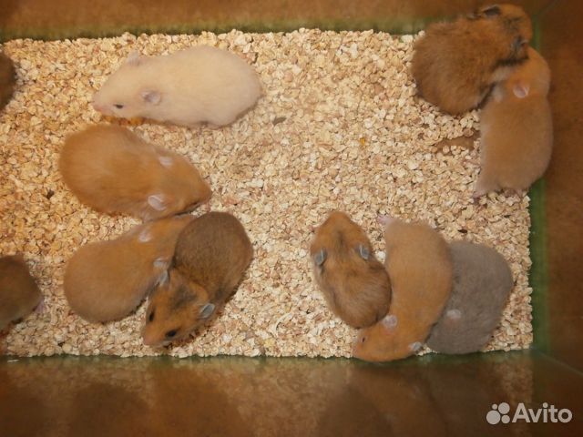 Разноцветные сирийские хомяки, клетки