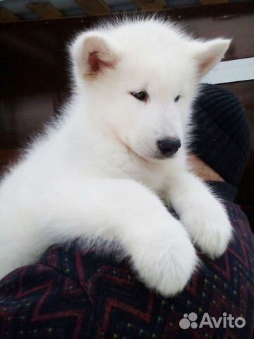 Белые девочки аляскинского маламута