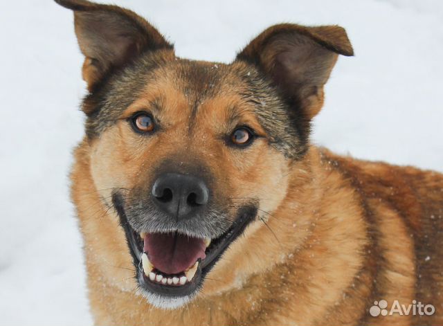 Собака Мандарин