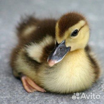 Инкубационное яйцо Башкирская утка в Наличии