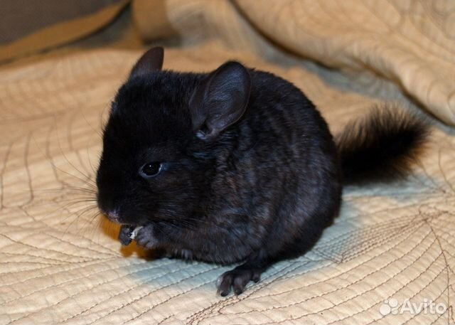 Шиншилла эбони темный