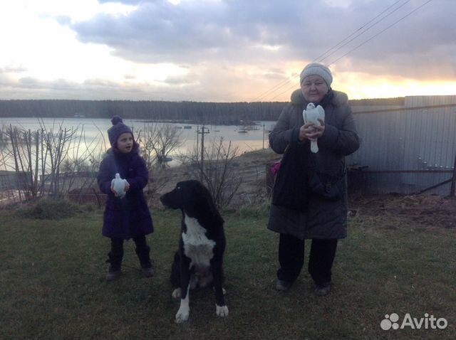 Птички на выпуск