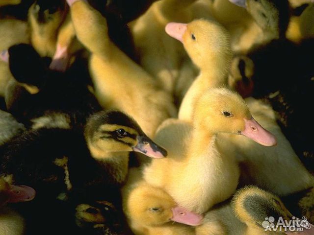 Гуси,утки,муларды,индоутки,куры