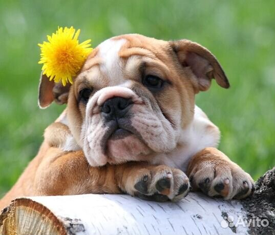 Английская Леди бульдожка