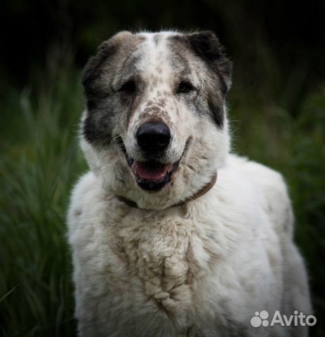 Мася-Масяня