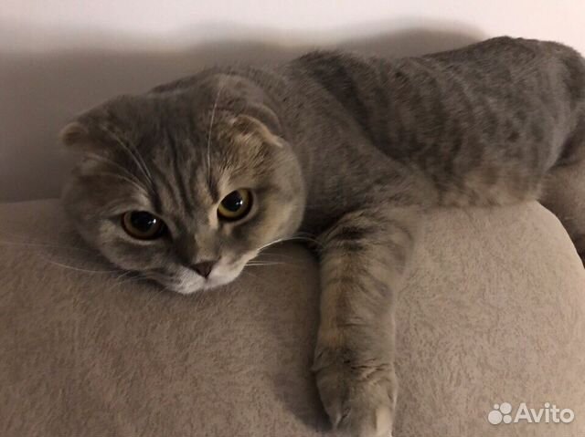 Вязка с титулованным шотландским вислоухим котом