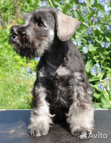 Щенки цвергшнауцера окраса перец с солью