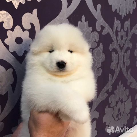 Самоедская собака