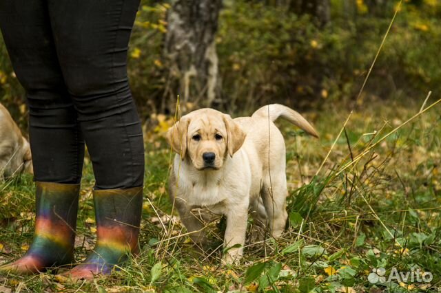 Очаровательный щенок лабрадора (девочка)