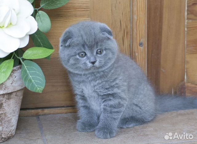 Изумительный котёнок