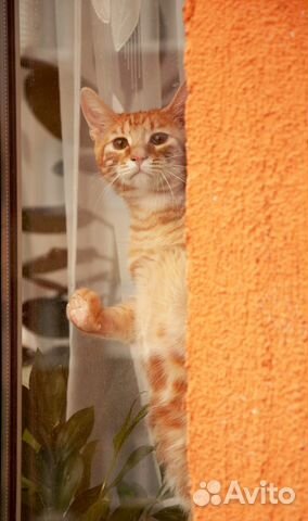 Кот для вязки