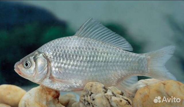 Живец карась 24 часа