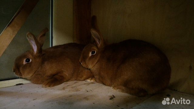 Мясные кролики нзк