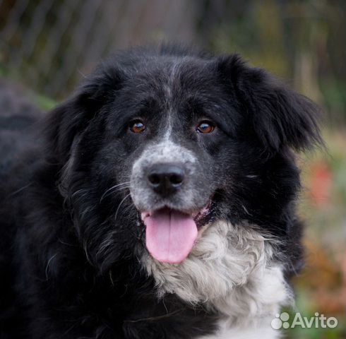 Суперпушистая Женева