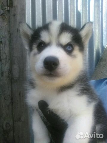 Щенки сибирской хаски, разные окрасы