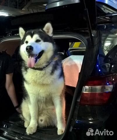 Вязка кобель ищет невесту