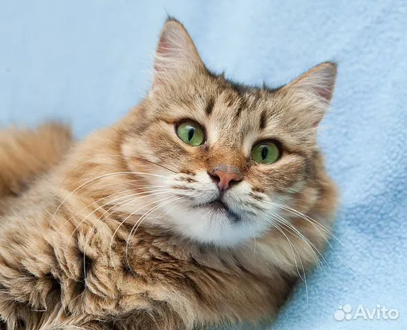 Кошка Пуша ищет дом